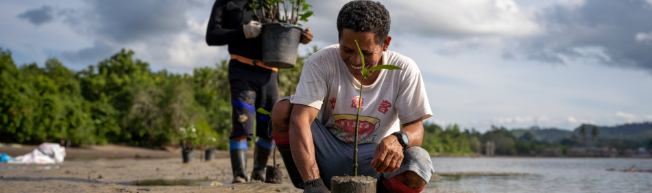 Konsistensi HARITA Nickel dalam Rehabilitasi Mangrove di Halmahera ...